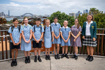 Sydney Catholic Schools koala conservation project | Sydney Catholic ...