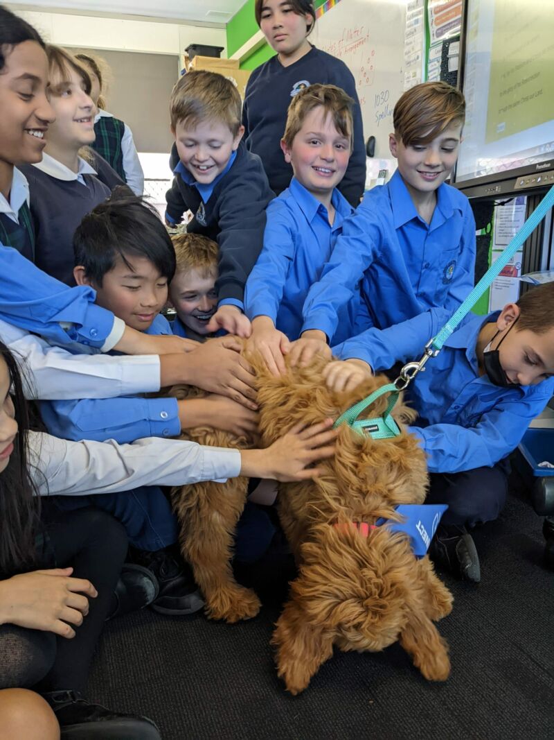 Wellbeing dogs at Sydney Catholic Schools